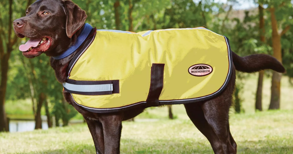 Hi-Vis For Dogs – Winter Walkies – Naylors