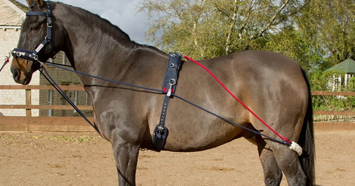 Lunging Systems – The Truth About Training Aids – Naylors
