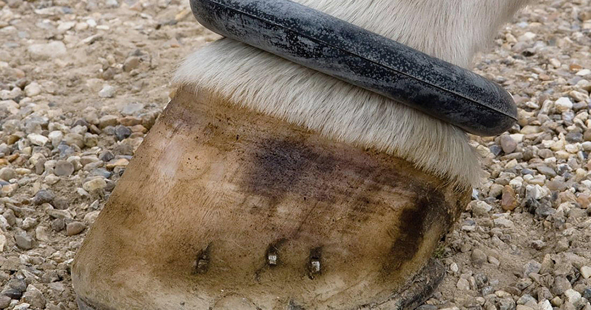 Shires Fetlock Ring Black – Naylors