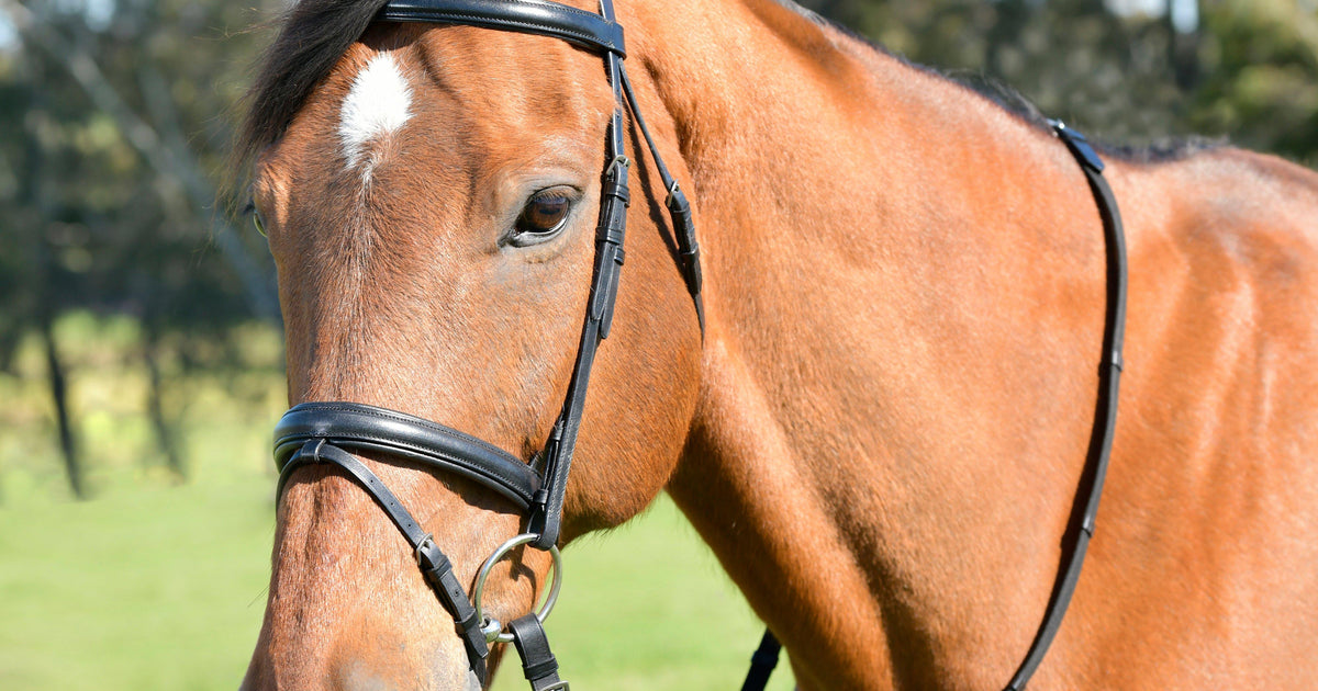 Kincade Classic Plain Raised Flash Bridle With Reins Black – Naylors