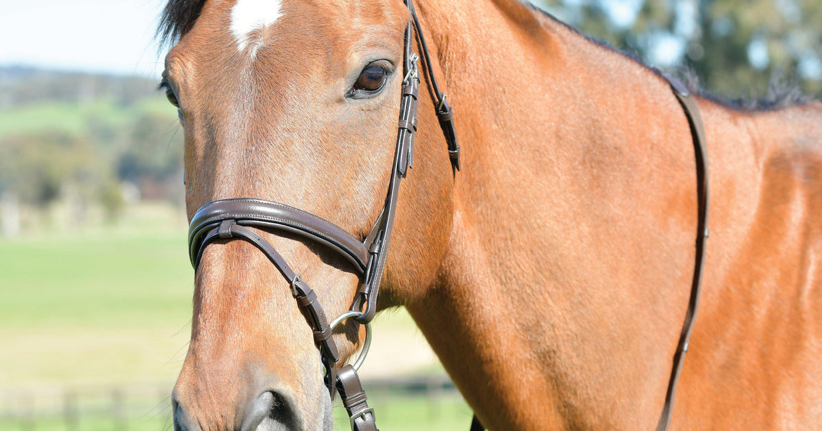 Kincade Classic Plain Raised Flash Bridle With Reins Brown – Naylors